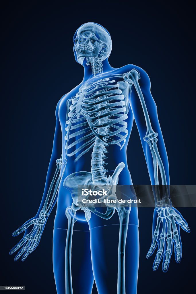 Gambar Xray Dari Anterior Sudut Rendah Atau Tampilan Depan Sistem ... Gambar Xray Dari Anterior Sudut Rendah Atau Tampilan Depan Sistem ...