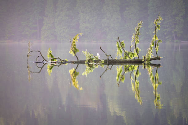 Free picture: Water with driftwood branch floating