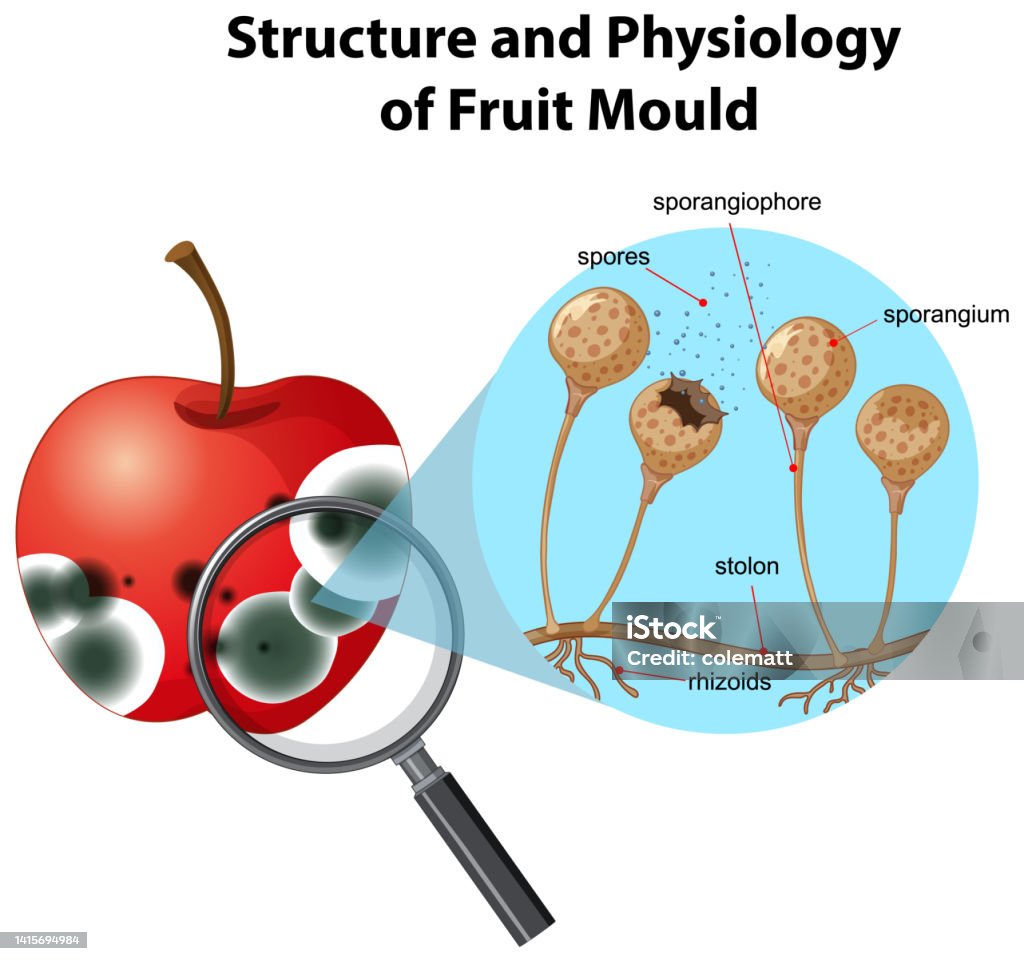 Ilustración de Estructura Y Fisiología Del Moho De La Fruta y más ... Ilustración de Estructura Y Fisiología Del Moho De La Fruta y más ...