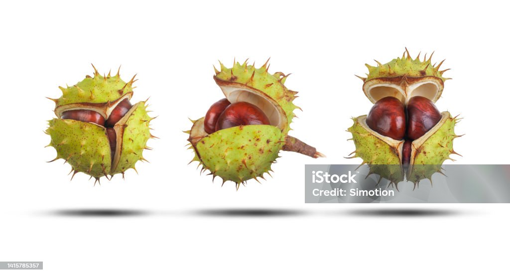 Conker Cases Opening In Three Stages Isolated Stock Photo - Download ... Conker Cases Opening In Three Stages Isolated Stock Photo - Download ...