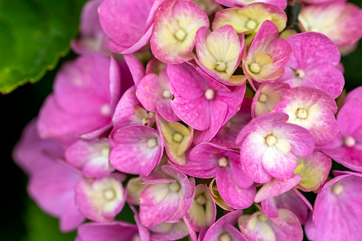 무료 사진 분홍색 수국 Hydrangea Macrophylla Hortensia 꽃의 클로즈업 인공 지능 예술