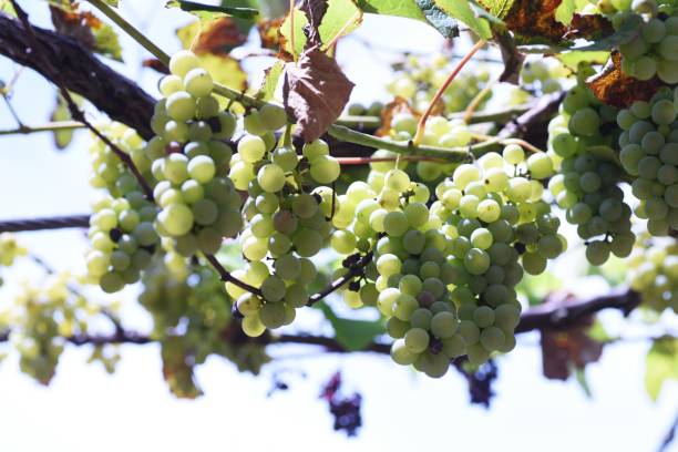 Grape Tree Pictures | Download Free Images on Unsplash