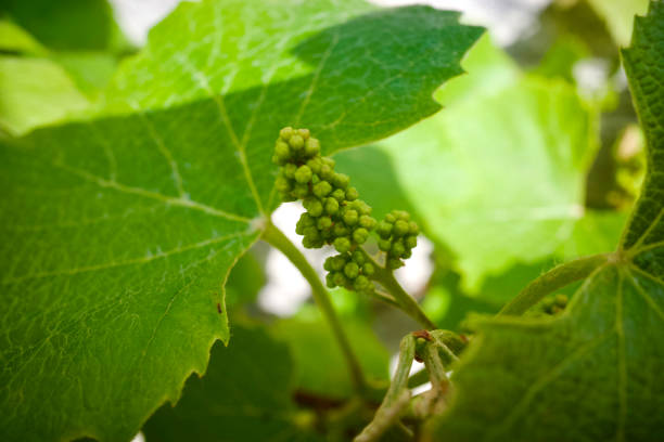 Free picture: cluster, unripe, grapes, branches, grapevine, organic ...