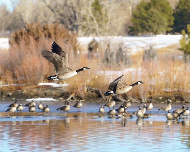 Wild Goose Pictures | Download Free Images on Unsplash