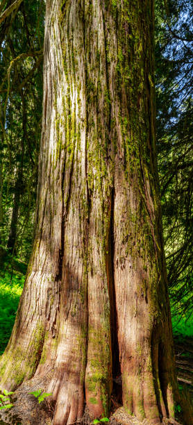 Free cedar stock photos. Download the best free cedar images at ...