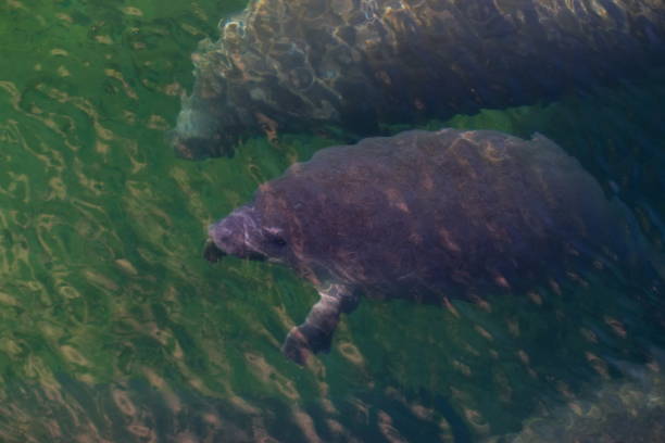 Free picture: up-close, image, manatee, underwater