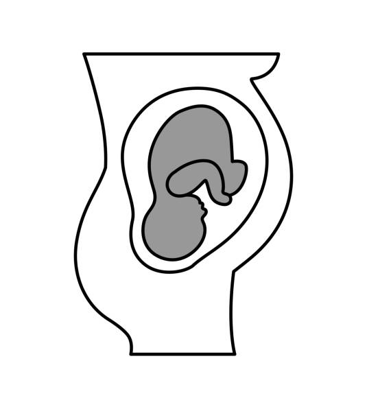 90 Placenta Cartoons Ilustraciones De Stock Gráficos Vectoriales