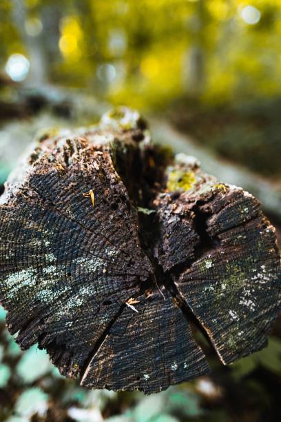 Mosh Pictures | Download Free Images on Unsplash