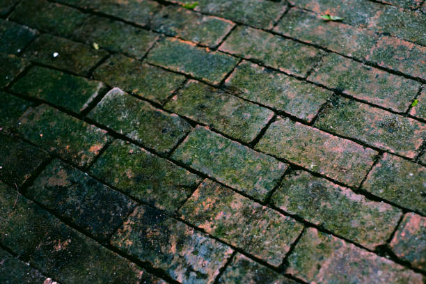 Free picture: Wet dirty bricks pavement masonry texture