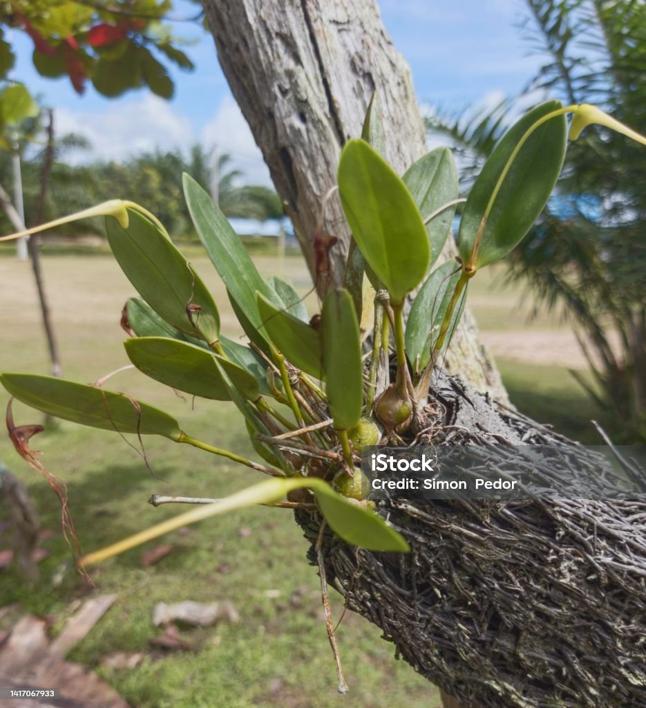 Tanaman Anggrek Pada Batang Pohon Pakis Kering Foto Stok - Unduh Gambar ... Tanaman Anggrek Pada Batang Pohon Pakis Kering Foto Stok - Unduh Gambar ...