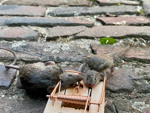 Mouse Caught And Killed In A Mouse Trap Close Up Stock Photos, Pictures ... Mouse Caught And Killed In A Mouse Trap Close Up Stock Photos, Pictures ...