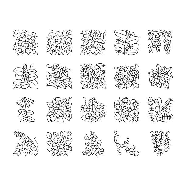 180 Kudzu Vector Illustrations Royalty Free Vector Graphics And Clip Art Istock