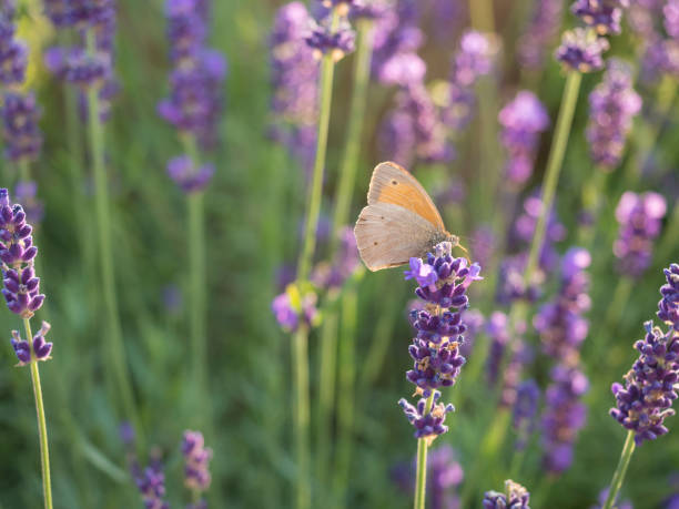 Levander Pictures | Download Free Images on Unsplash