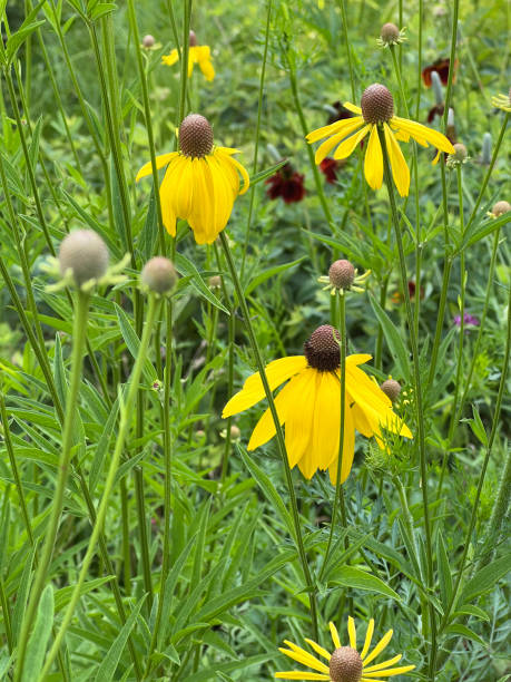 Free Stock Photo of Open bloom of prairie coneflower | Download Free ...
