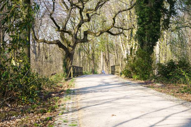 Path Across Tree In Adlerhorst Nature Park – Free Stock Photo
