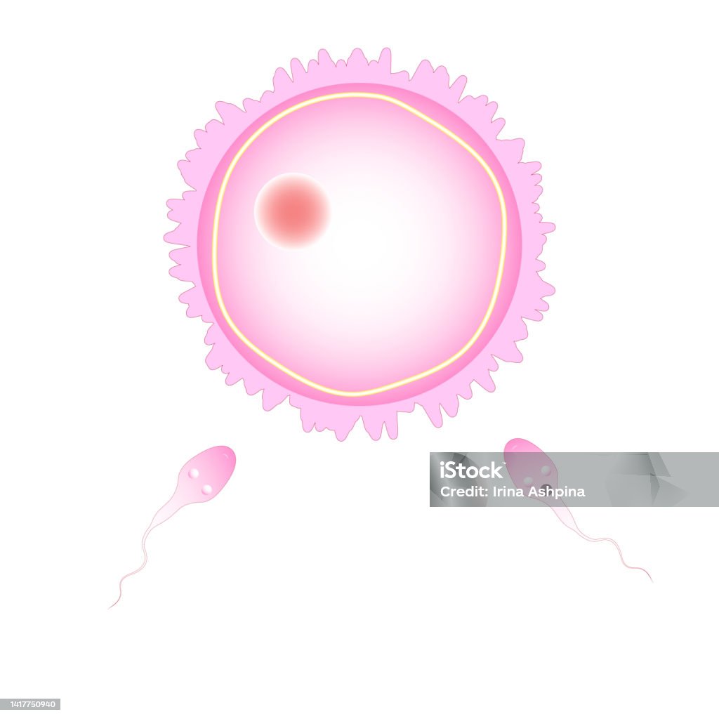 Sperm And Egg Cell Fertilization Vector Stock Illustration Download