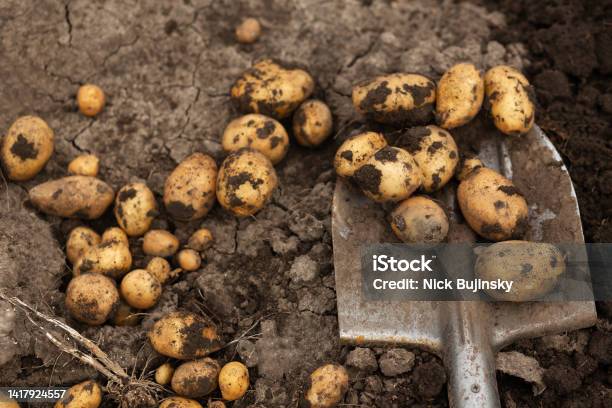 Kentang Di Atas Sekop Menggali Kentang Di Kebun Berkebun Pertanian