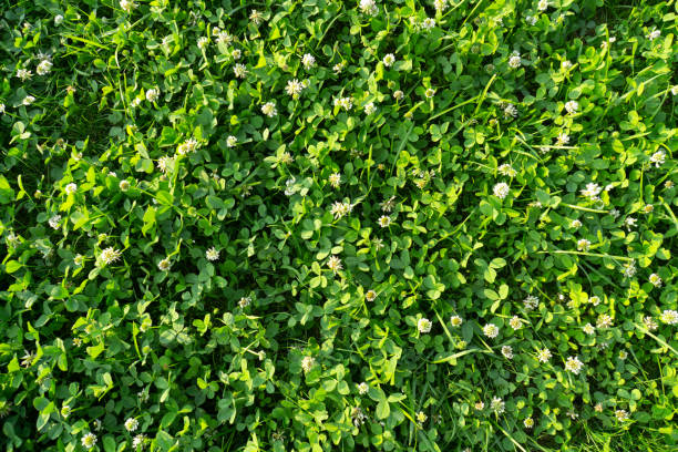 Shamrock Pictures | Download Free Images on Unsplash