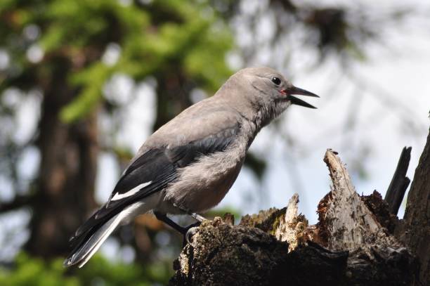 Free picture: clarks, nutcracker, bird