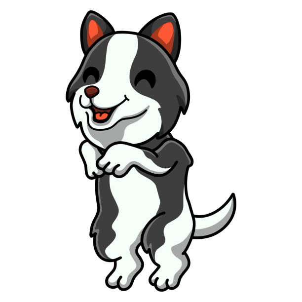 60+ Merle Border Collie Stock Illustrations, Royalty-Free Vector ... 60+ Merle Border Collie Stock Illustrations, Royalty-Free Vector ...