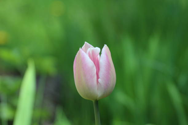 Tulipan Pictures | Download Free Images on Unsplash