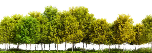 Trees Transparent Background