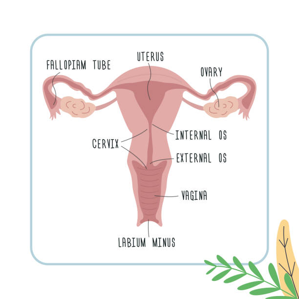 50 Cervical Polyps Illustrations Royalty Free Vector Graphics And Clip Art Istock