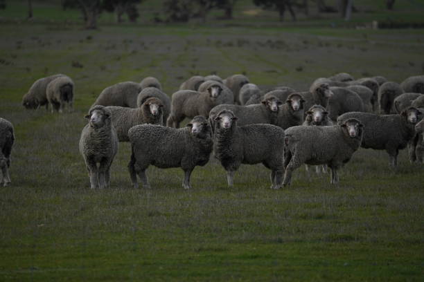 Merino Sheep Pictures | Download Free Images on Unsplash