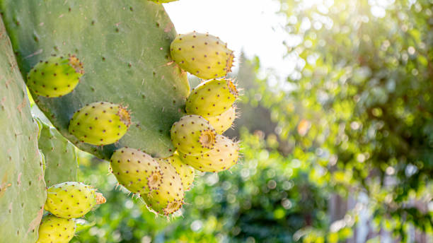 Free picture: The prickly pear (Opuntia galapageia) a subtropical ...