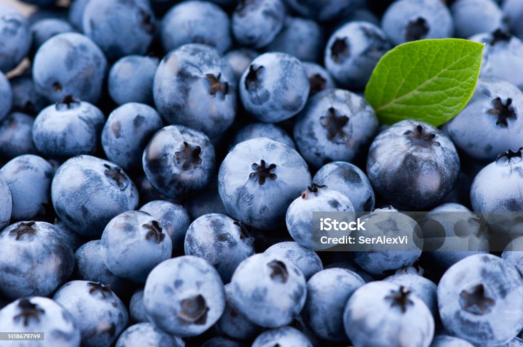 Latar Belakang Blueberry Closeup Buah Manis Foto Stok Unduh Gambar