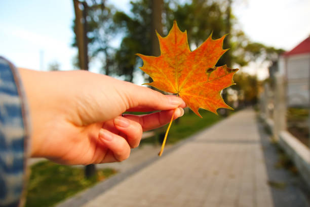 Free picture: hand, leaf, nature, park, finger