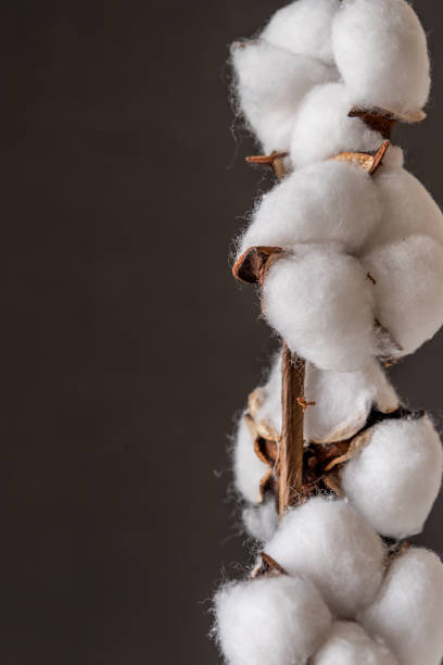 100+ Cotton Pictures | Download Free Images on Unsplash