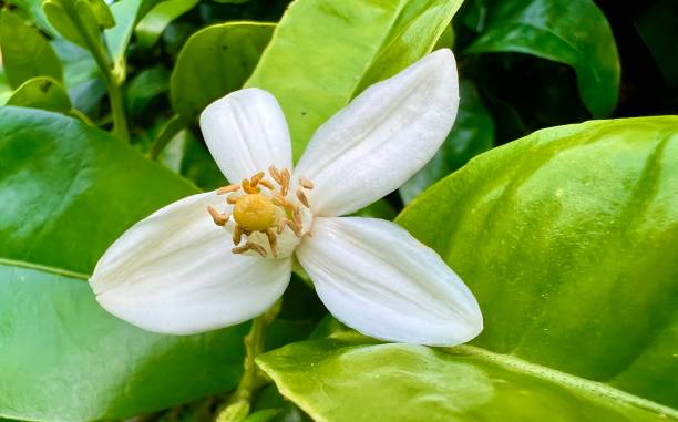 Grapefruit Tree Pictures | Download Free Images on Unsplash