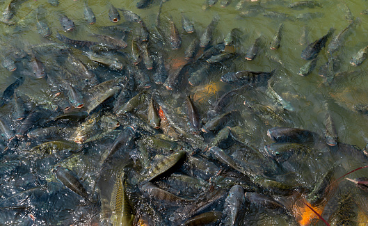 Nile Tilapia Floated Near The Water Surface In The Pond To Breathe ... Nile Tilapia Floated Near The Water Surface In The Pond To Breathe ...