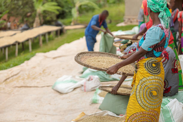 30k+ Rwanda Pictures | Download Free Images on Unsplash