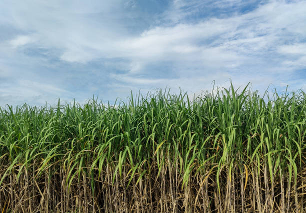 500+ Sugar Cane Pictures [HD] | Download Free Images on Unsplash