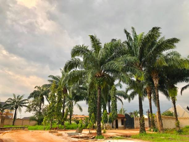 Free picture: A path with palm trees in front of country houses in the ...