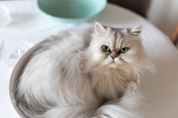 Best 500+ Persian Cat Pictures | Download Free Images on Unsplash