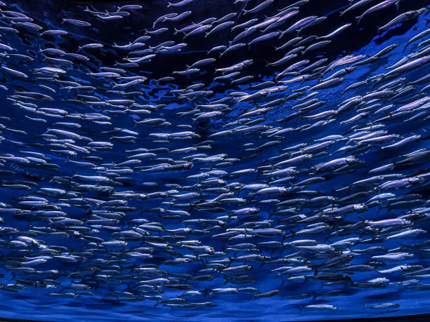 Free Stock Photo of School of Fish Swimming in Water | Download Free ...