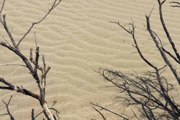 Free picture: Light brown dry dirty sand on ground with shadow texture