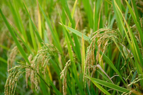 Free rice stock photos. Download the best free rice images at Freerange ...