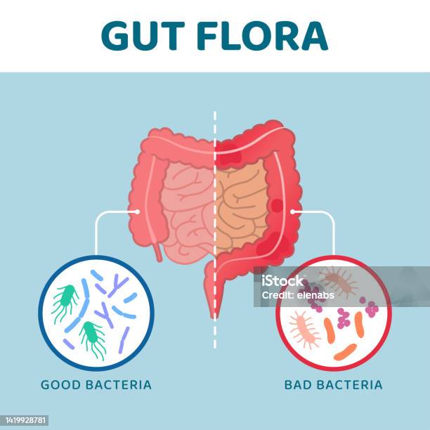 Good And Bad Gut Bacteria Stock Illustration Download Image Now