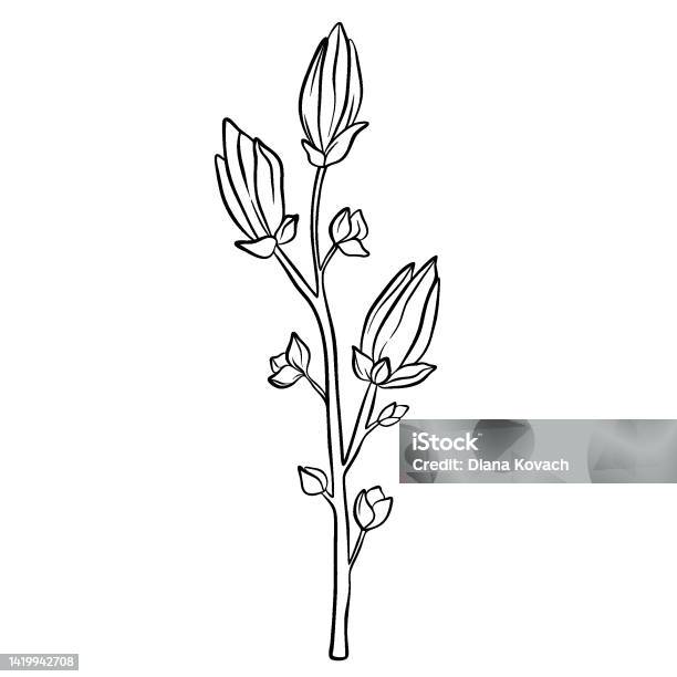 Hand Drawn Flower Isolated On White Background Decorative Doodle Sketch