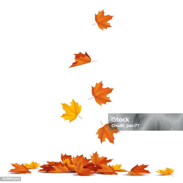 Feuilles Dautomne Chute Vecteurs Libres De Droits Et Plus Dimages