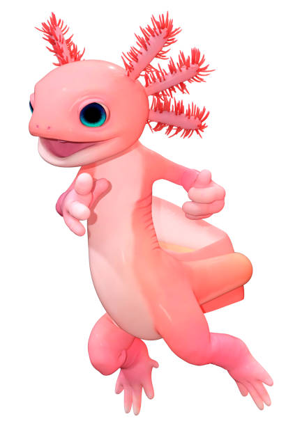 Axolotl Pictures | Download Free Images on Unsplash