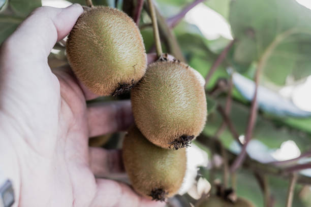 530+ Picking Kiwi Fruit Stock Photos, Pictures & Royalty-Free Images ... 530+ Picking Kiwi Fruit Stock Photos, Pictures & Royalty-Free Images ...