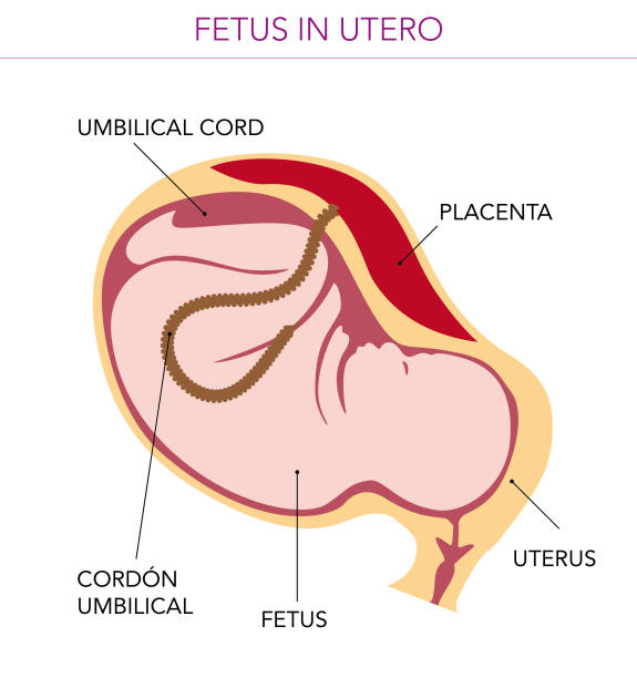 Amniotic Sac Diagram