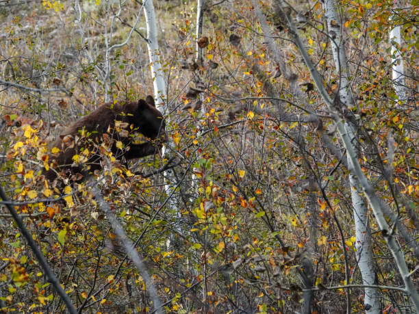 Free Stock Photo of Close Up of a Black Bear in a Tree | Download Free ...