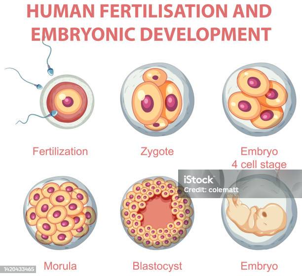 Vetores De Fertilização Humana E Desenvolvimento Embrionário Em