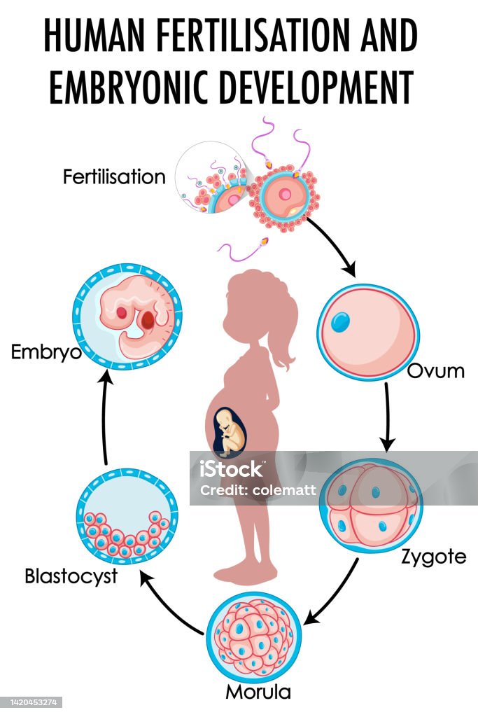 Diagram Showing Human Fertilization And Embryonic Development Stock